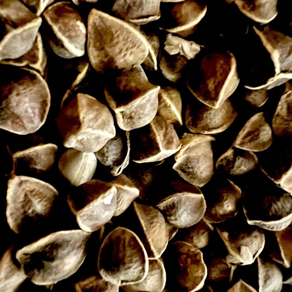 Ripkitty | Other | Ripkitty Moringa Oleifera Tree Of Life Wingless ...